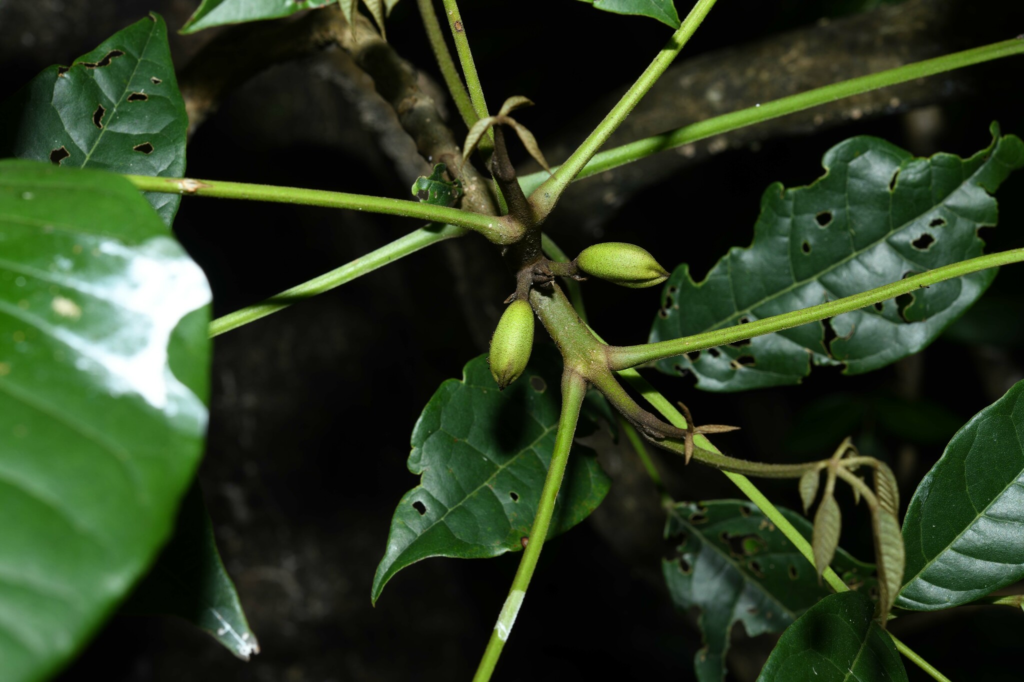 Tabebuia fluviatilis (Aubl.) DC.