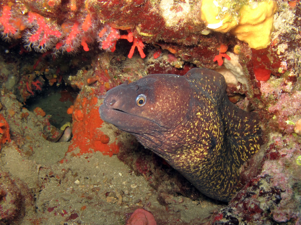 Mediterranean moray from 06230 Villefranche-sur-Mer, France on August ...