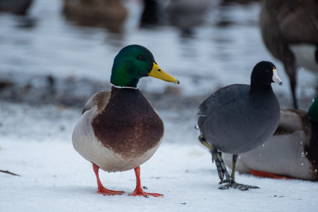 Mallard from Mill Lake, Abbotsford, BC, Canada on January 31, 2023 at ...