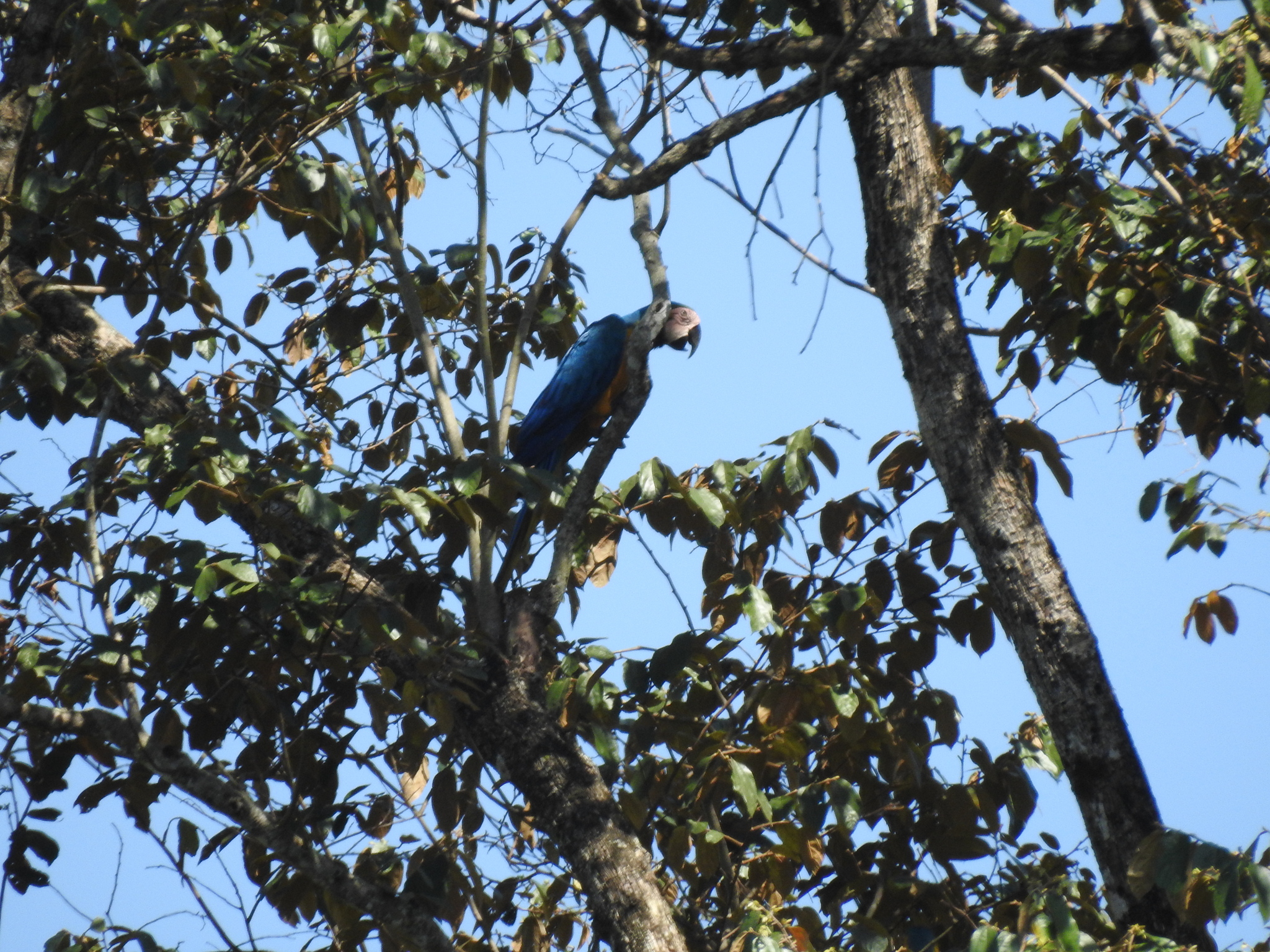Ara ararauna (Linnaeus, 1758)