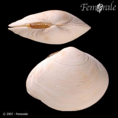 Pointed Macoma (Cama Beach St Pk-All Species) · iNaturalist