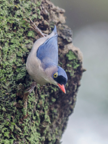 Subspecies Sitta frontalis frontalis · iNaturalist United Kingdom