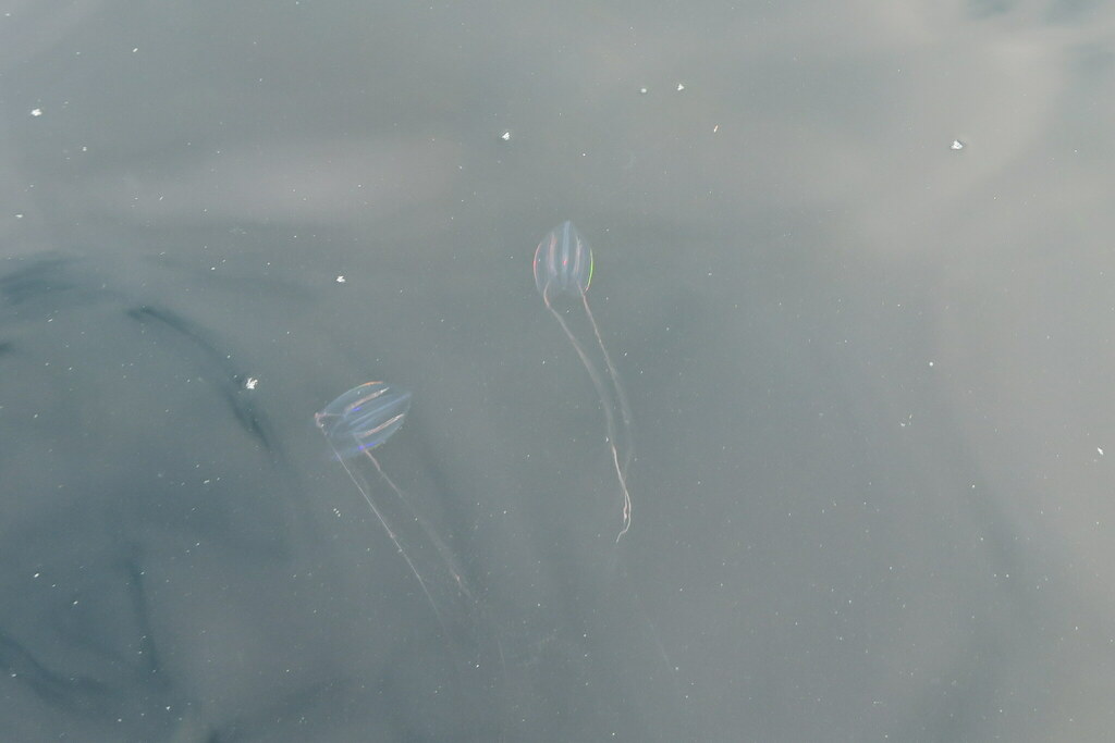 Arctic comb jelly from Svalbard, Svalbard and Jan Mayen on July 27 ...
