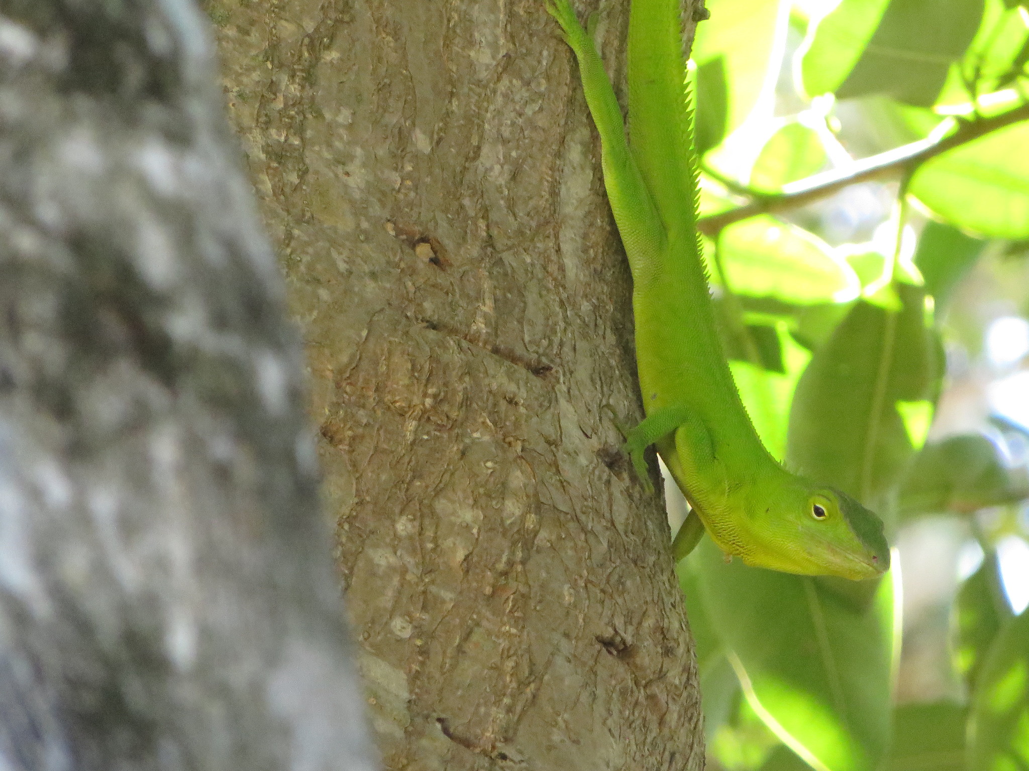 Anolis garmani Stejneger, 1899