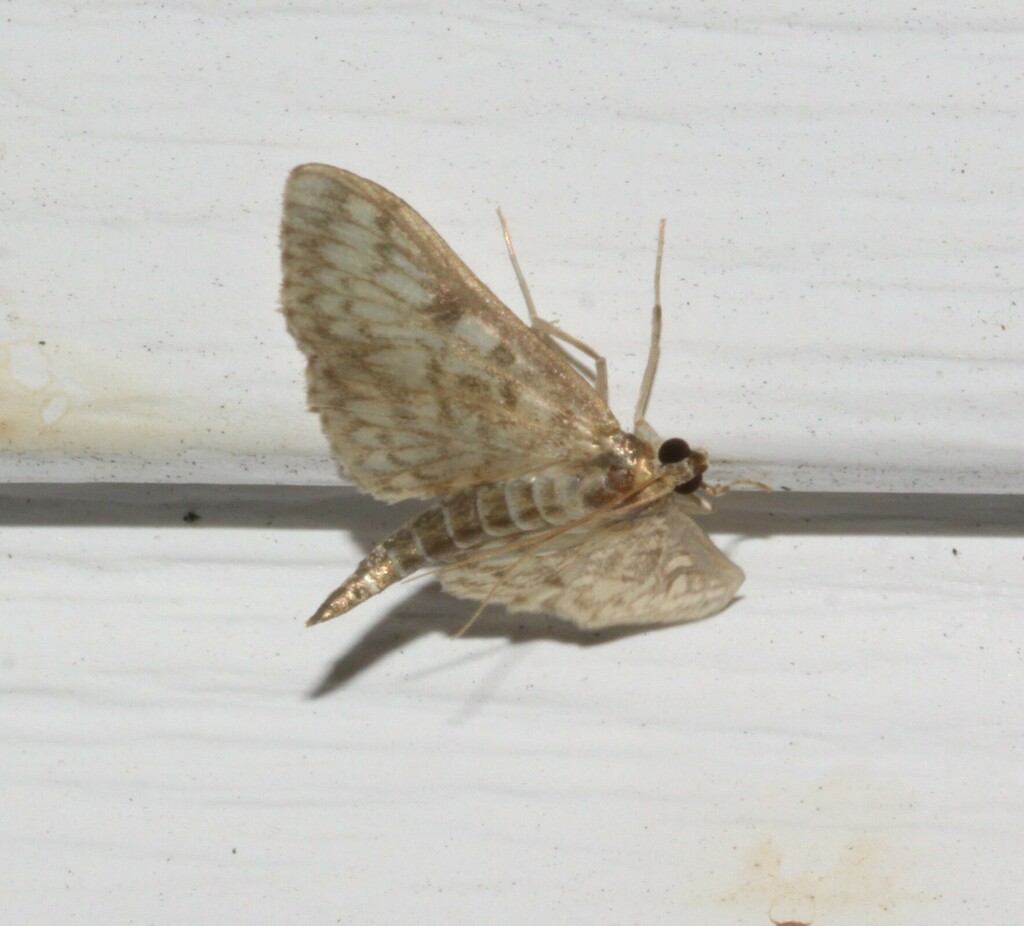 Serpentine Webworm Moth from Pabos, 17 rue Baie-Bleue Le Rocher-Percé ...