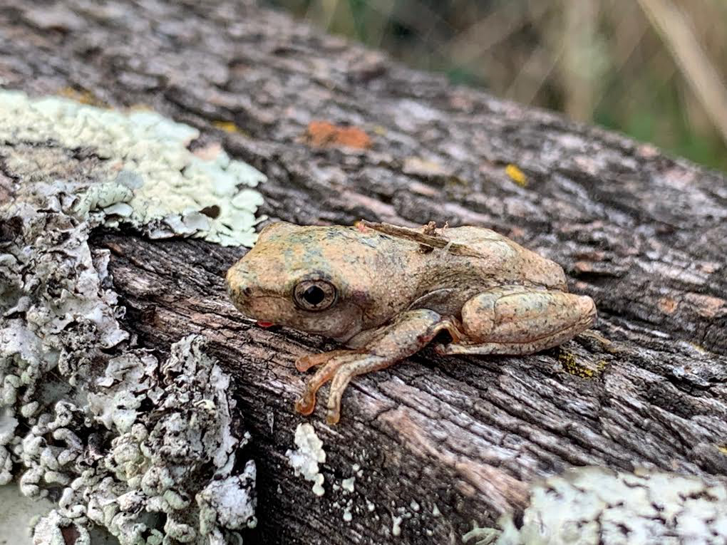Peron's Tree Frog from 161 Redhills Rd, Fitzroy Falls NSW 2577 ...