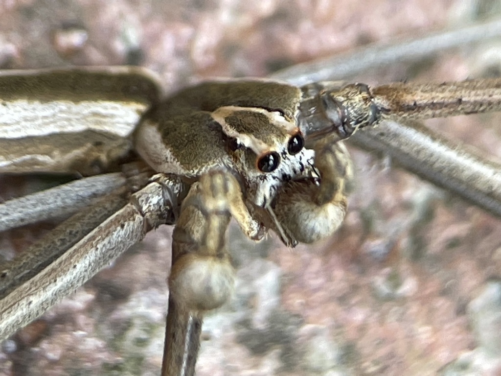 Rufous Net-casting Spider from Frankston South, VIC, AU on February 02 ...
