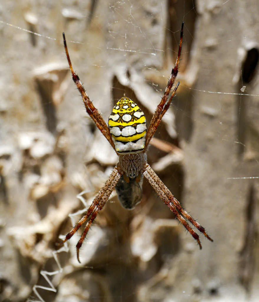 Painted Cross Spider from Brisbane QLD, Australia on March 02, 2014 at ...