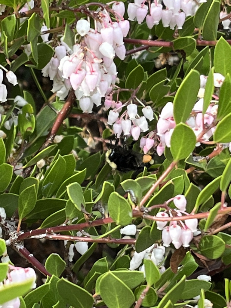 Pyrobombus from Forest Hill Ave, Oakland, CA, US on February 02, 2023 ...