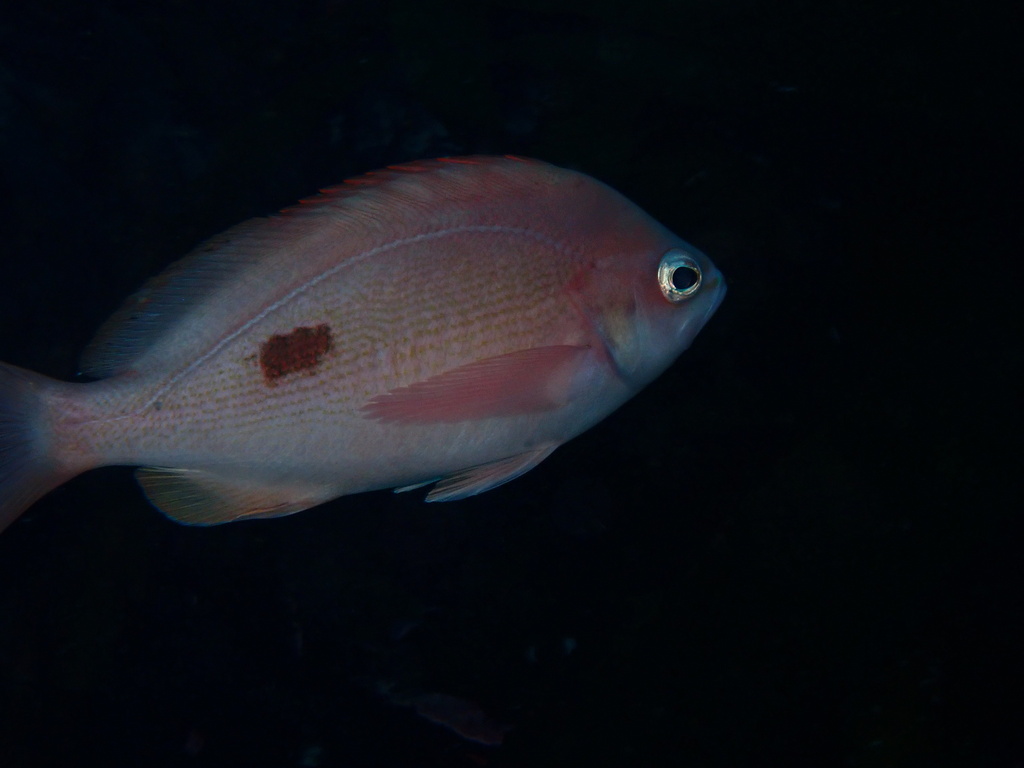 Red Perch from Deep Glen Bay, Murdunna, TAS, AU on January 7, 2023 at ...