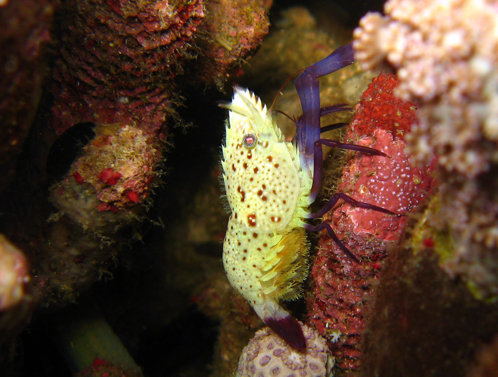 Saron rectirostris Hayashi, 1984