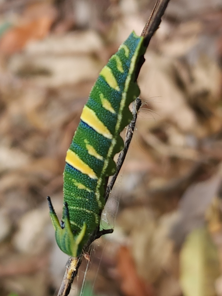 Tailed Emperor from Bouldercombe QLD 4702, Australia on February 03 ...