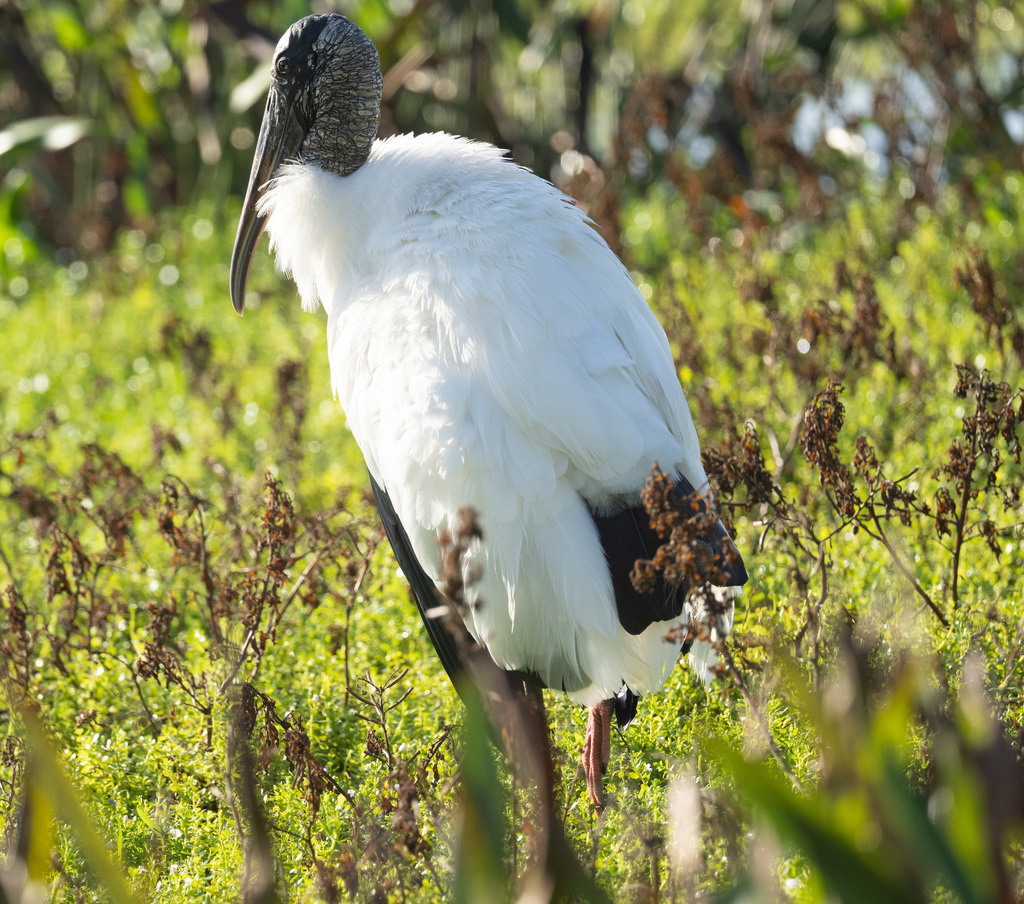 Wood Stork from Palm Beach County, FL, USA on February 01, 2023 at 09: ...