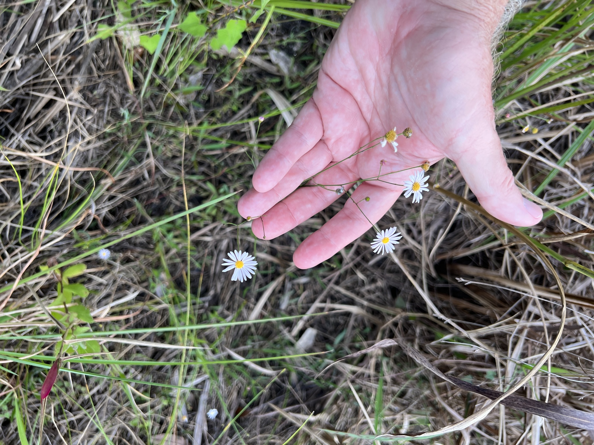 Boltonia diffusa Elliott