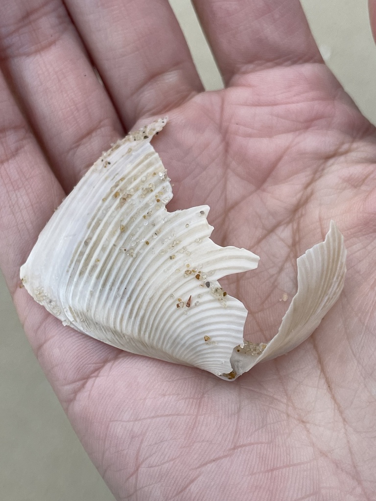 Channeled Duck Clam from North Atlantic Ocean, NC, US on February 02 ...