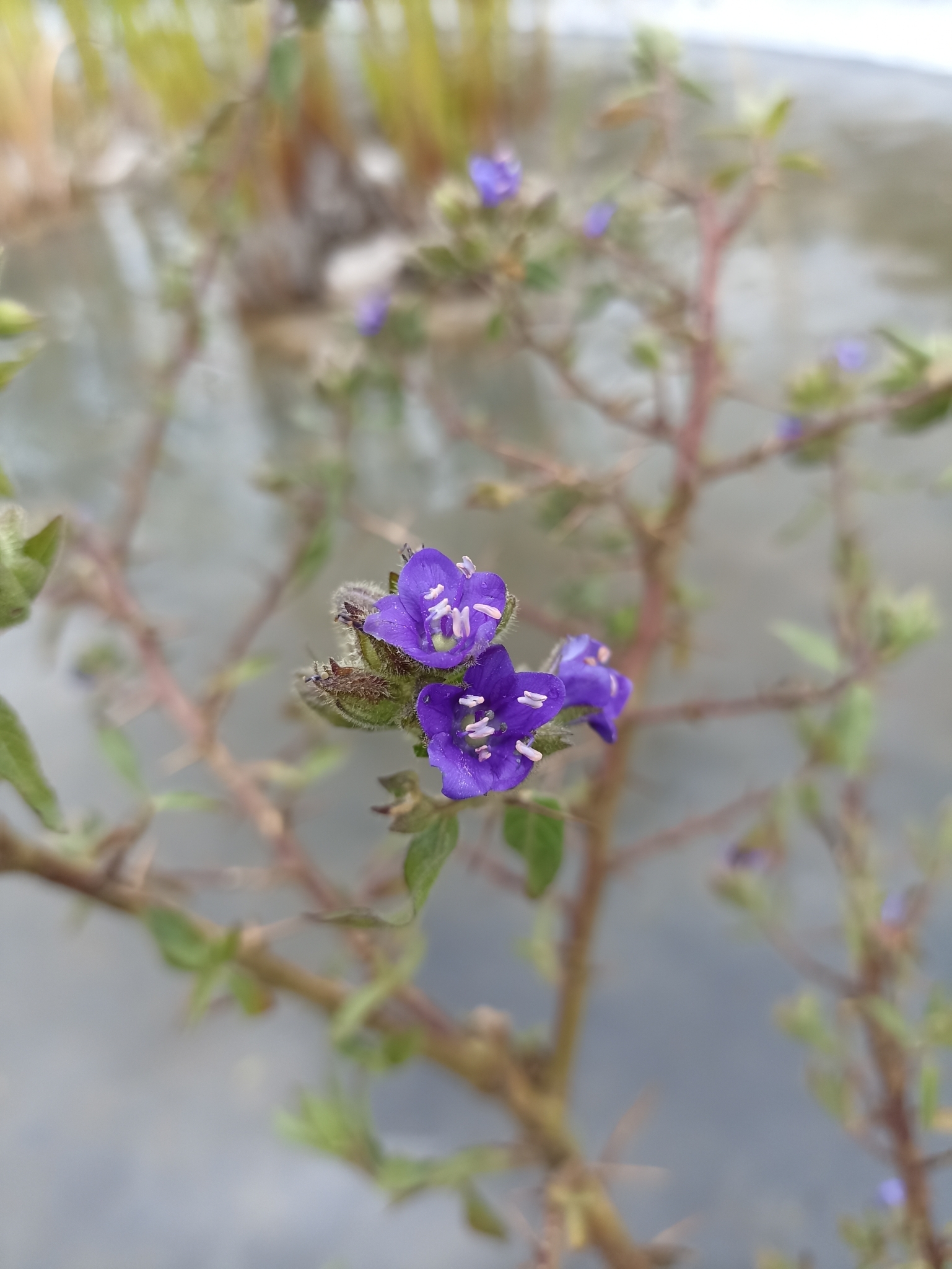 Hydrolea spinosa L.