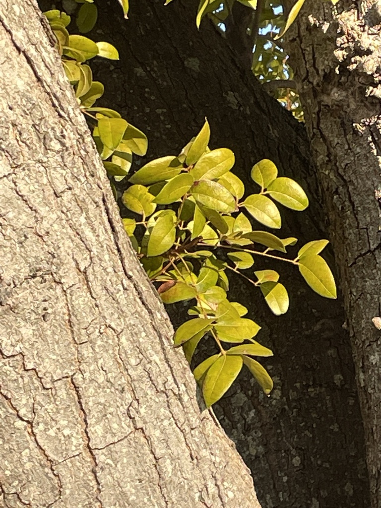 West Indian Mahogany in February 2023 by Jef Boeke · iNaturalist