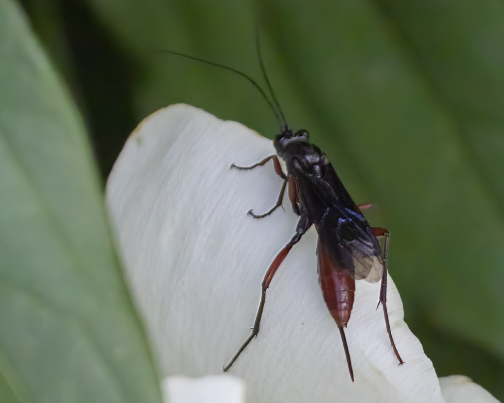 Cryptus from 6 miles SE of Meeker, Rio Blanco County, CO, USA on June ...