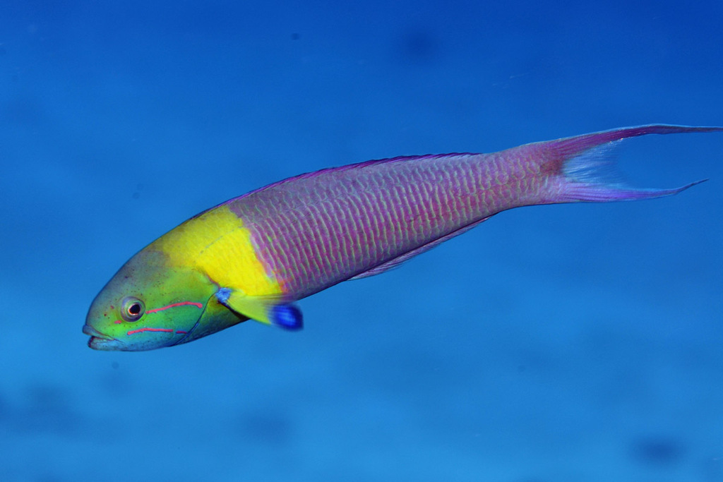 Blue-headed Wrasse (Fishes of the Suva Fiji Fish Patch) · iNaturalist