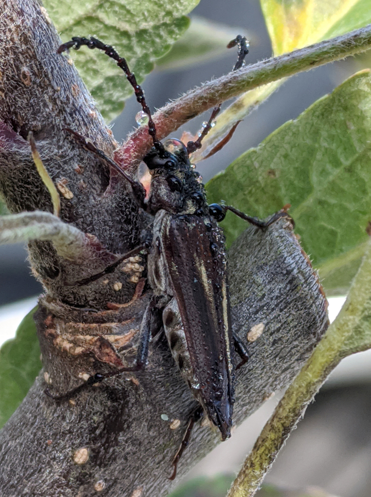 Distichocera fuliginosa from Loongana TAS 7315, Australia on February 3 ...