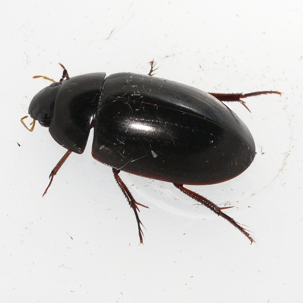 Hydrochara from Cross Plains, WI 53528, USA on August 06, 2013 at 10:31 PM by Woolcarderbee ...