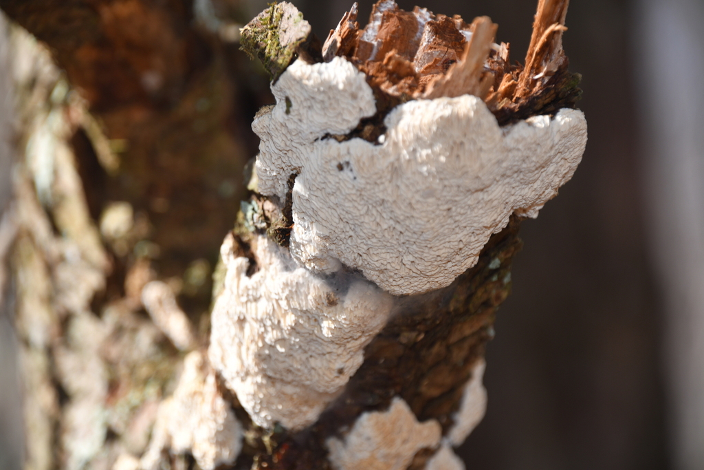 Milk-white Toothed Polypore from Tucker County, WV, USA on February 02 ...