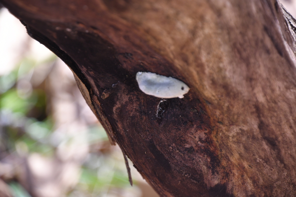 Blue Cheese Polypore from Tucker County, WV, USA on February 2, 2023 at ...