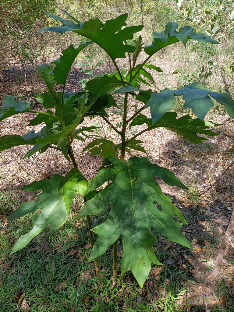 giant devil's-fig from Burbank QLD 4156, Australia on February 03, 2023 ...