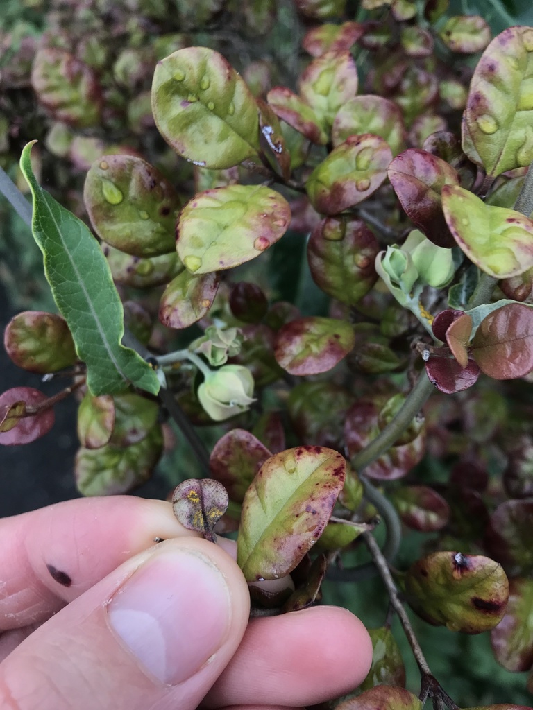 Myrtle Rust from North Island, Hamilton, Waikato, NZ on February 03 ...