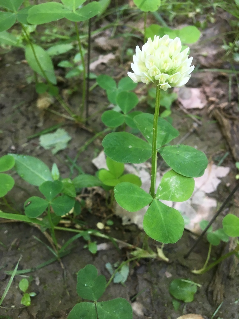 Running Buffalo Clover in May 2018 by smartinbiologist · iNaturalist