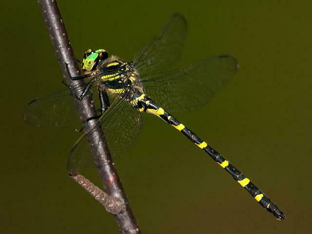 Tiger Spiketail in July 2006 by stevewalternature · iNaturalist