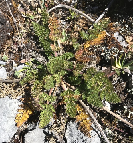 Chaerophyllum guatemalense · iNaturalist Chile