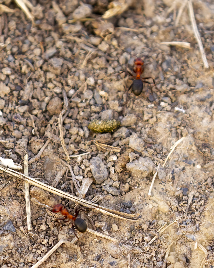 Wood, Mound, and Field Ants from 6 miles SE of Meeker, Rio Blanco ...