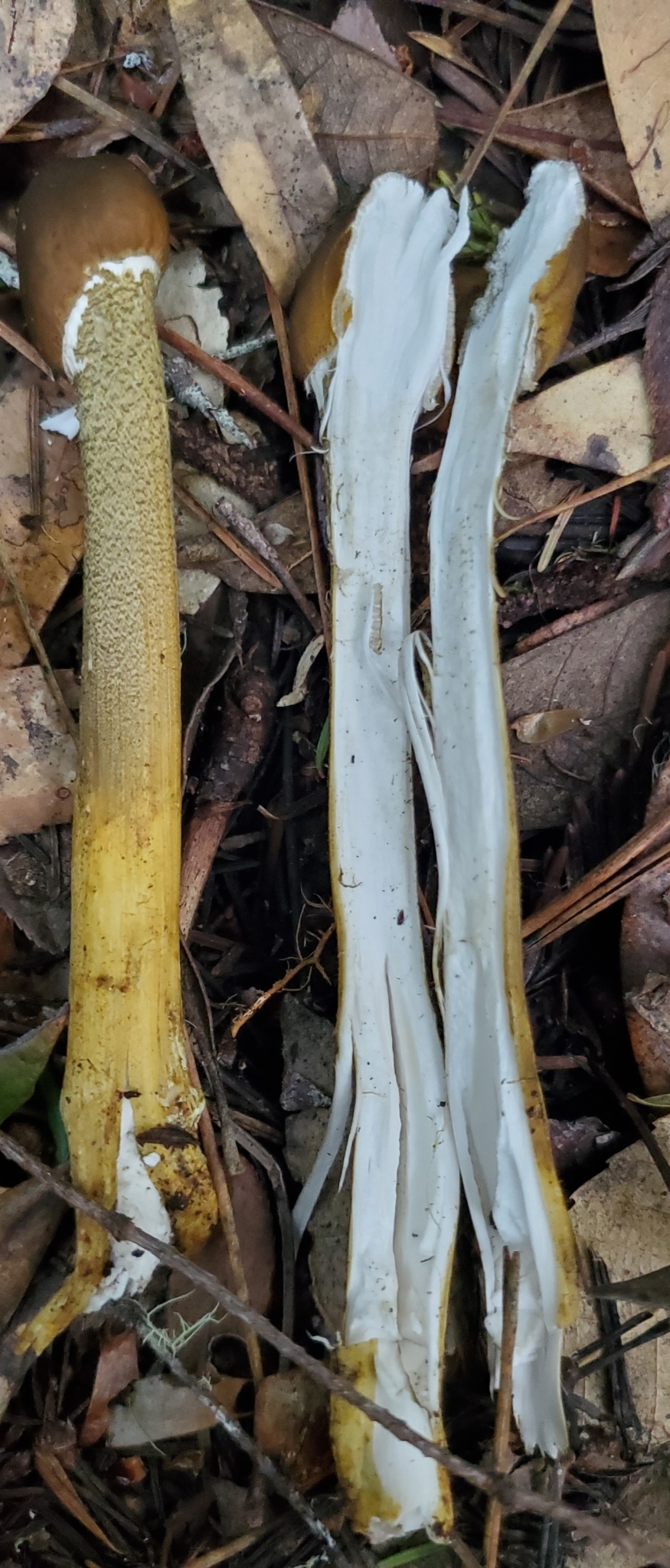 Tolypocladium W.Gams, 1971