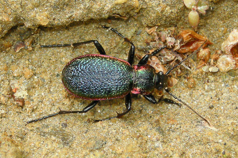 Carabus vietinghoffii from Coffee Creek, YT, Canada on June 25, 2014 at ...