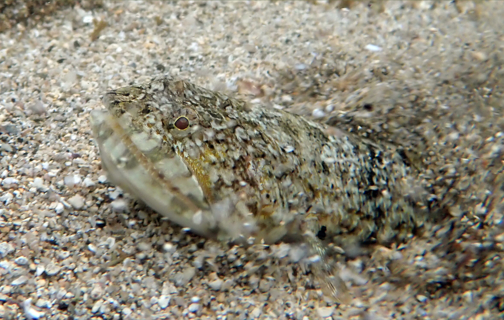 Lizardfishes (Synodontidae) - Marine Life Identification