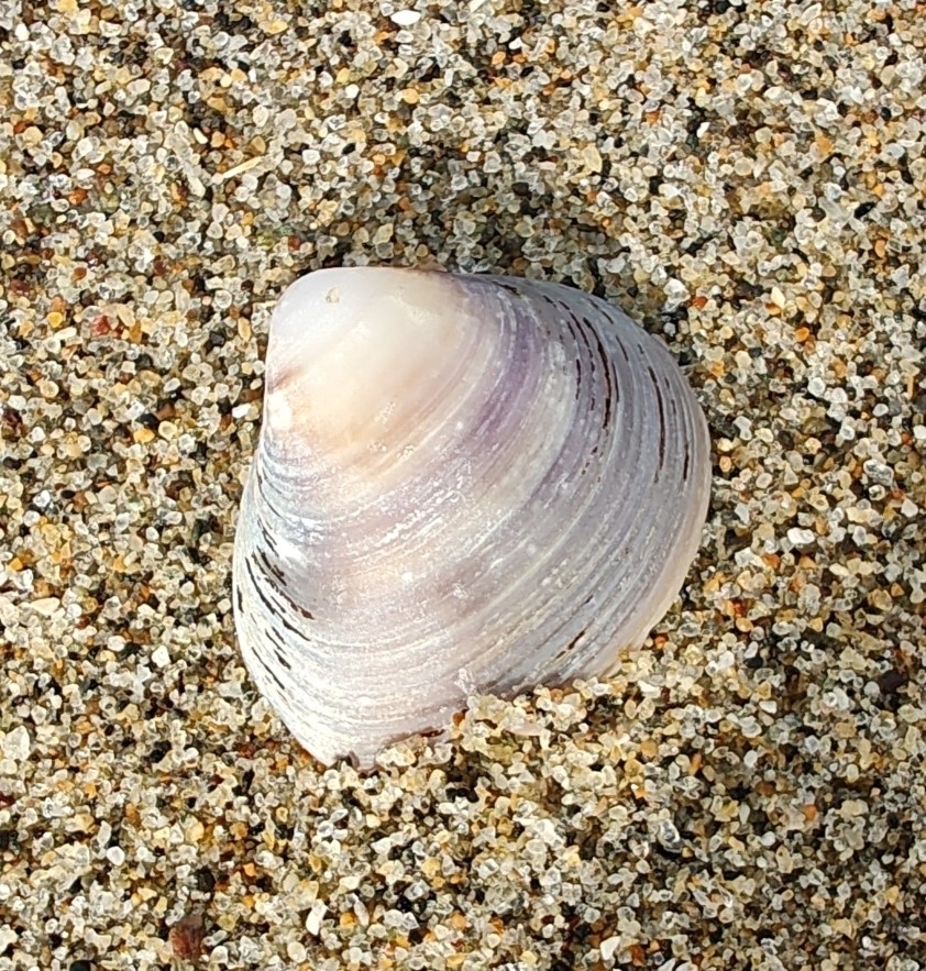 Asian Clam from Seacliff State Beach, Santa Cruz County, US-CA, US on ...