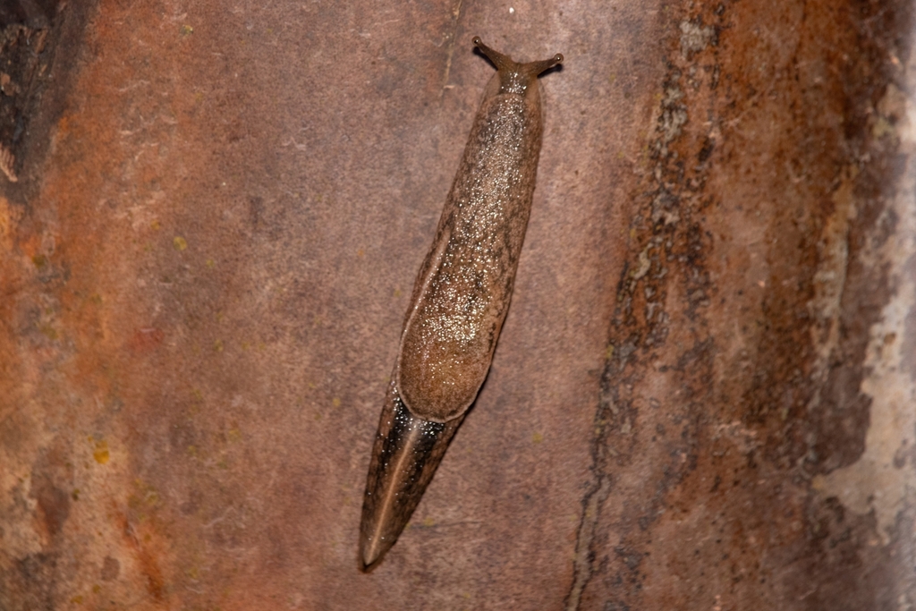 Yellow-shelled semi-slug from 云南省西双版纳傣族自治州勐腊县曼东 on February 3, 2023 at ...