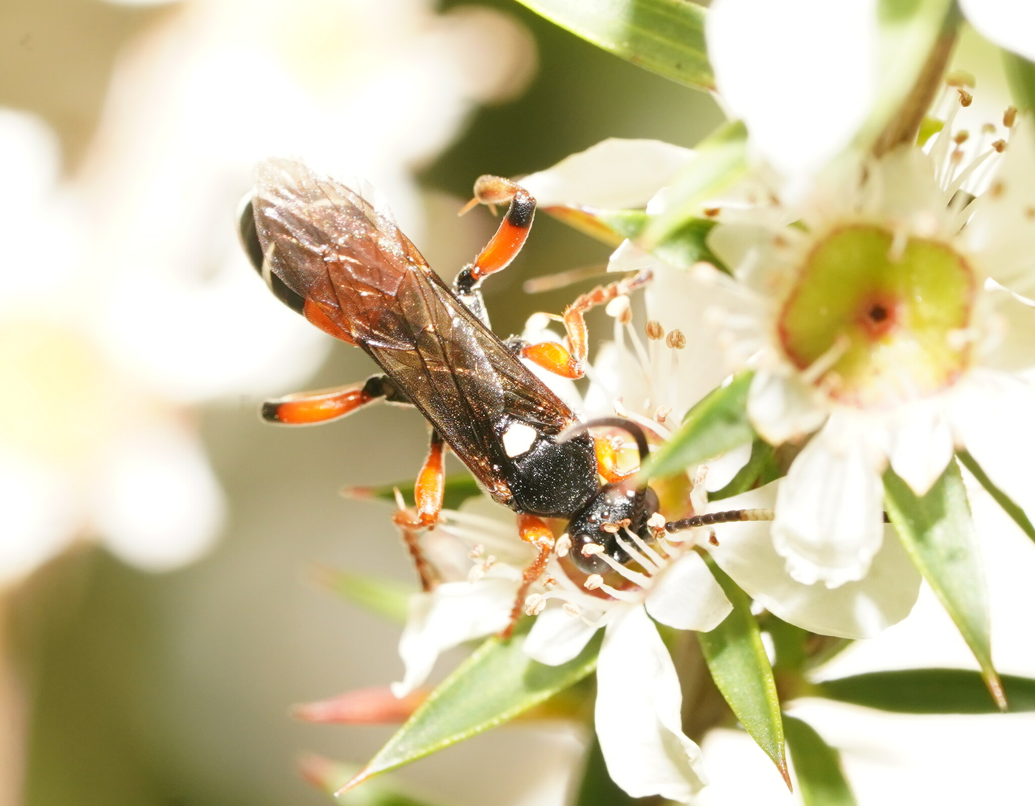 Ichneumon promissorius Erichson, 1842