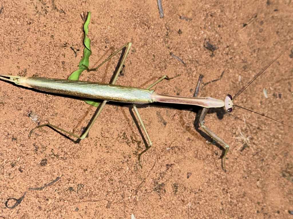 Mallee Grass Mantis from Round Hill Nature Reserve, Euabalong, NSW, AU ...