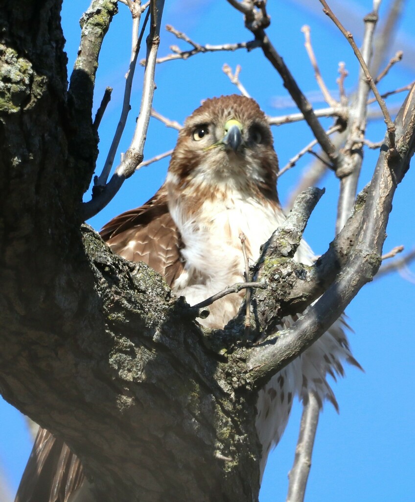 Red-tailed Hawk from St. Catharines, ON, Canada on February 02, 2023 at ...