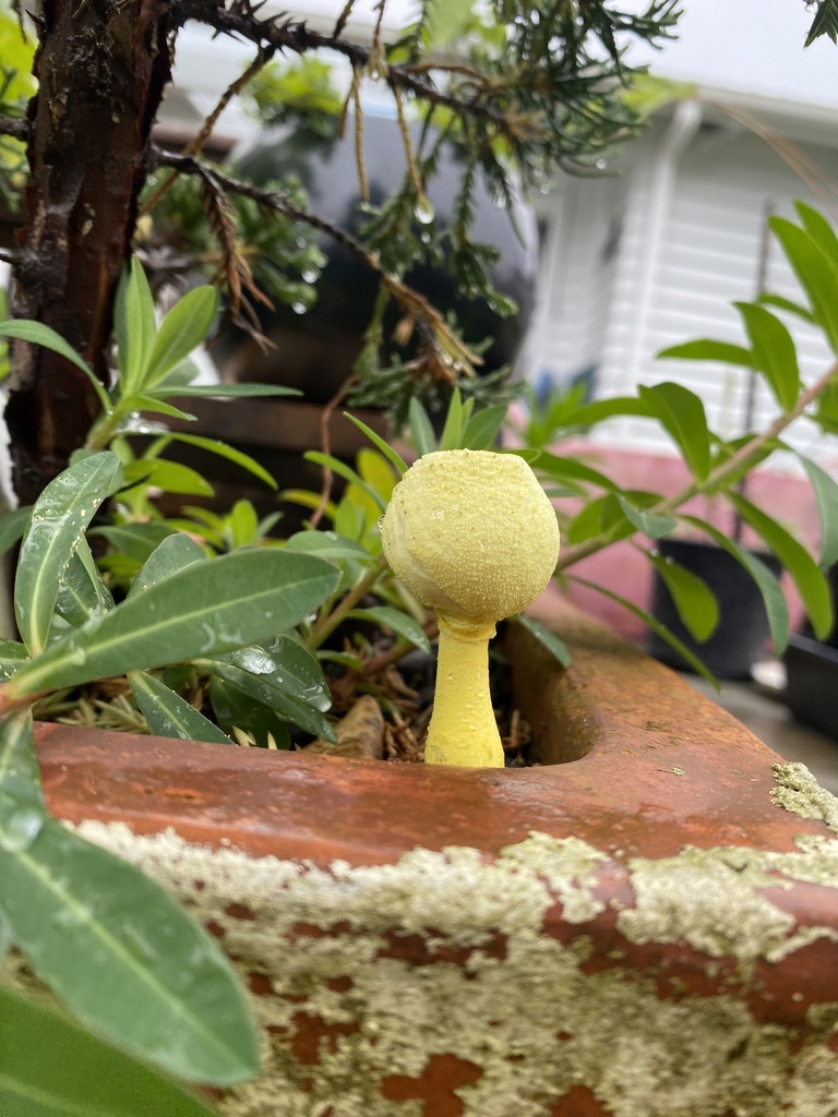 flowerpot parasol from North Island, Auckland, Auckland, NZ on February ...