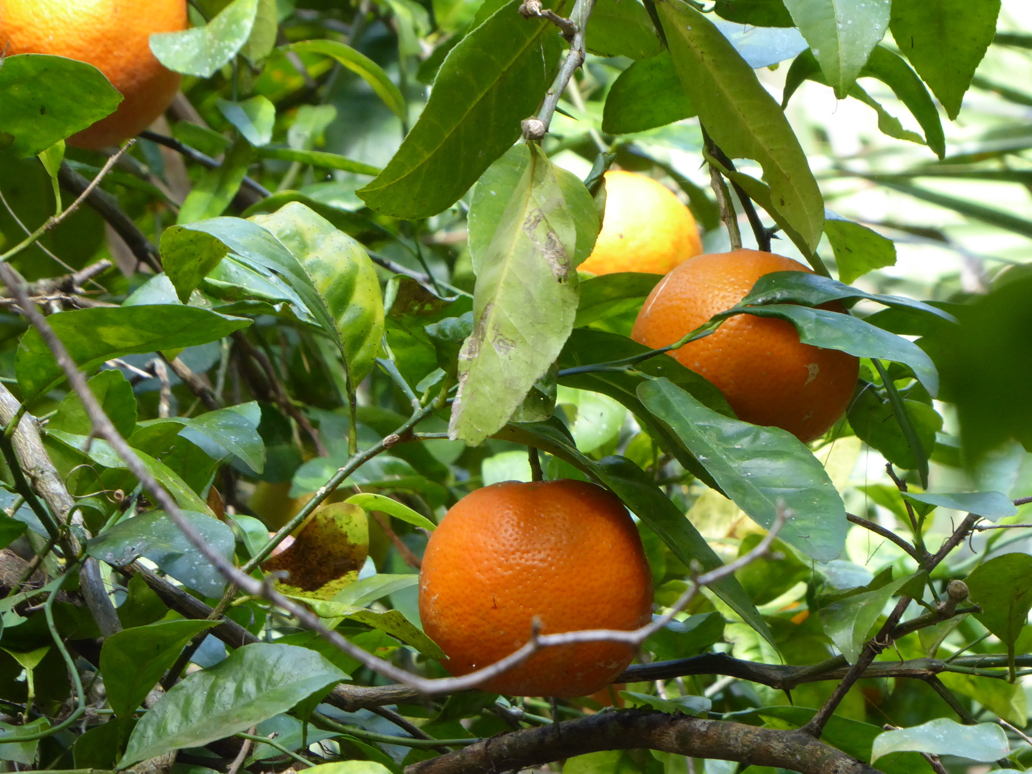 Citrus ×aurantium L.