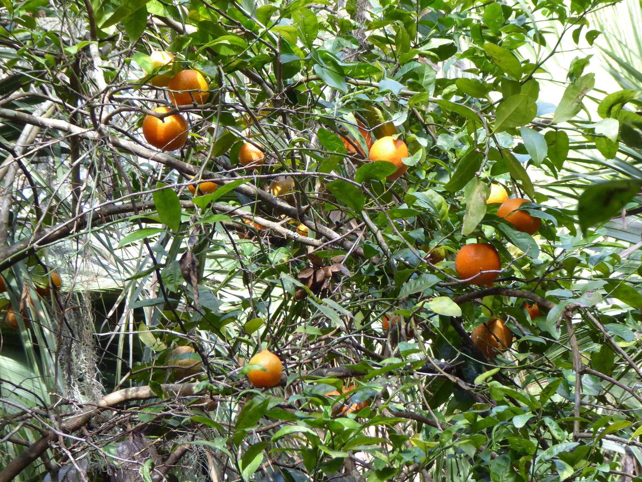 Citrus ×aurantium L.