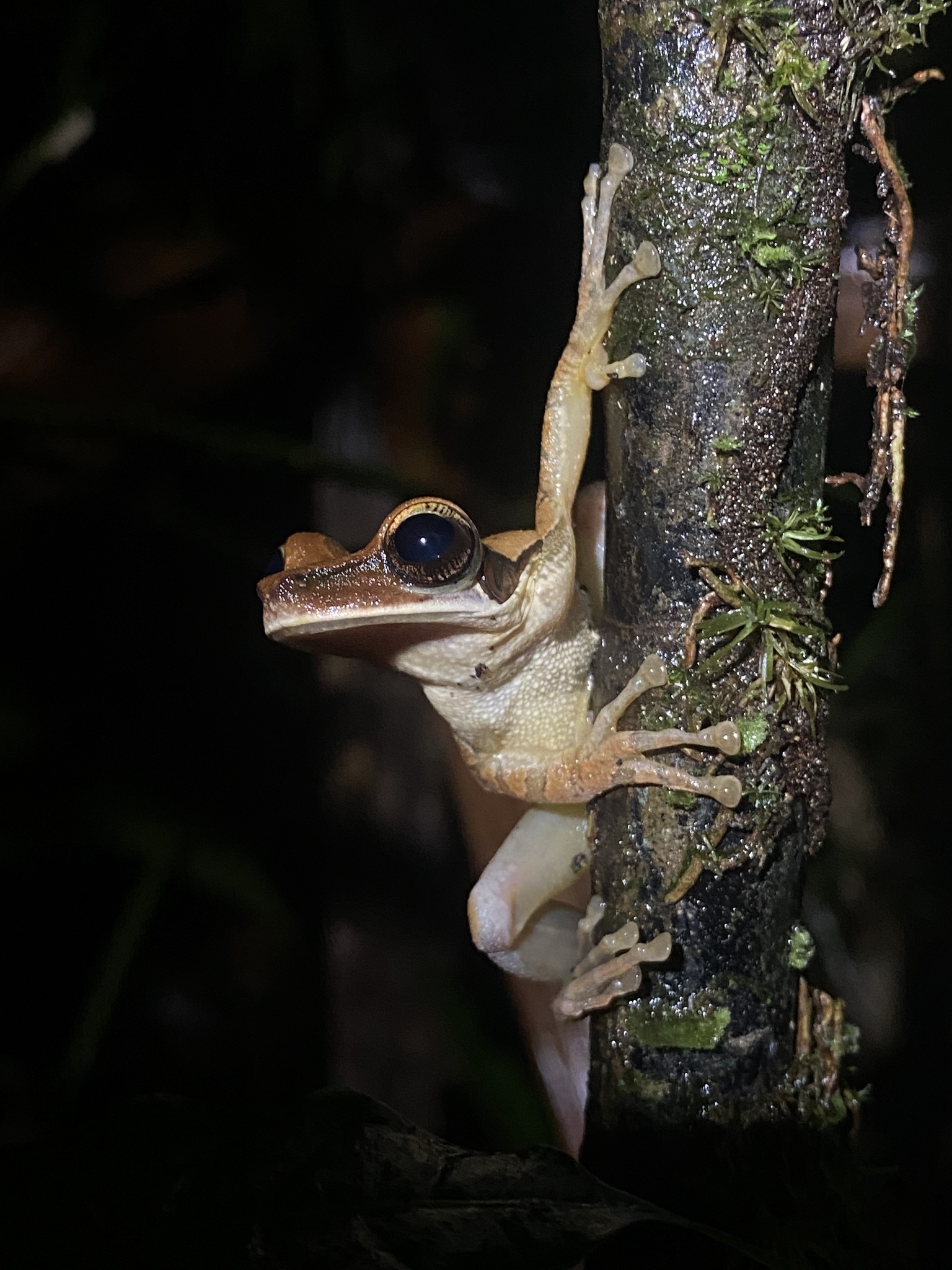Osteocephalus taurinus Steindachner, 1862