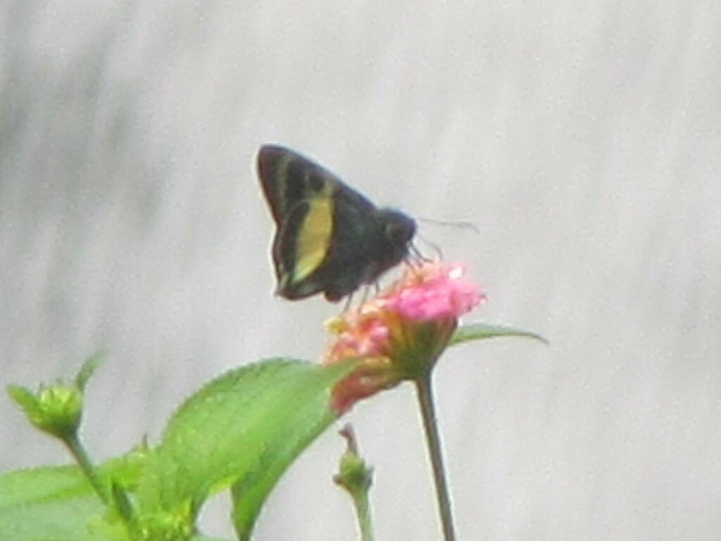 Australian Green Awl from Millaa Millaa QLD 4886, Australia on July 1 ...
