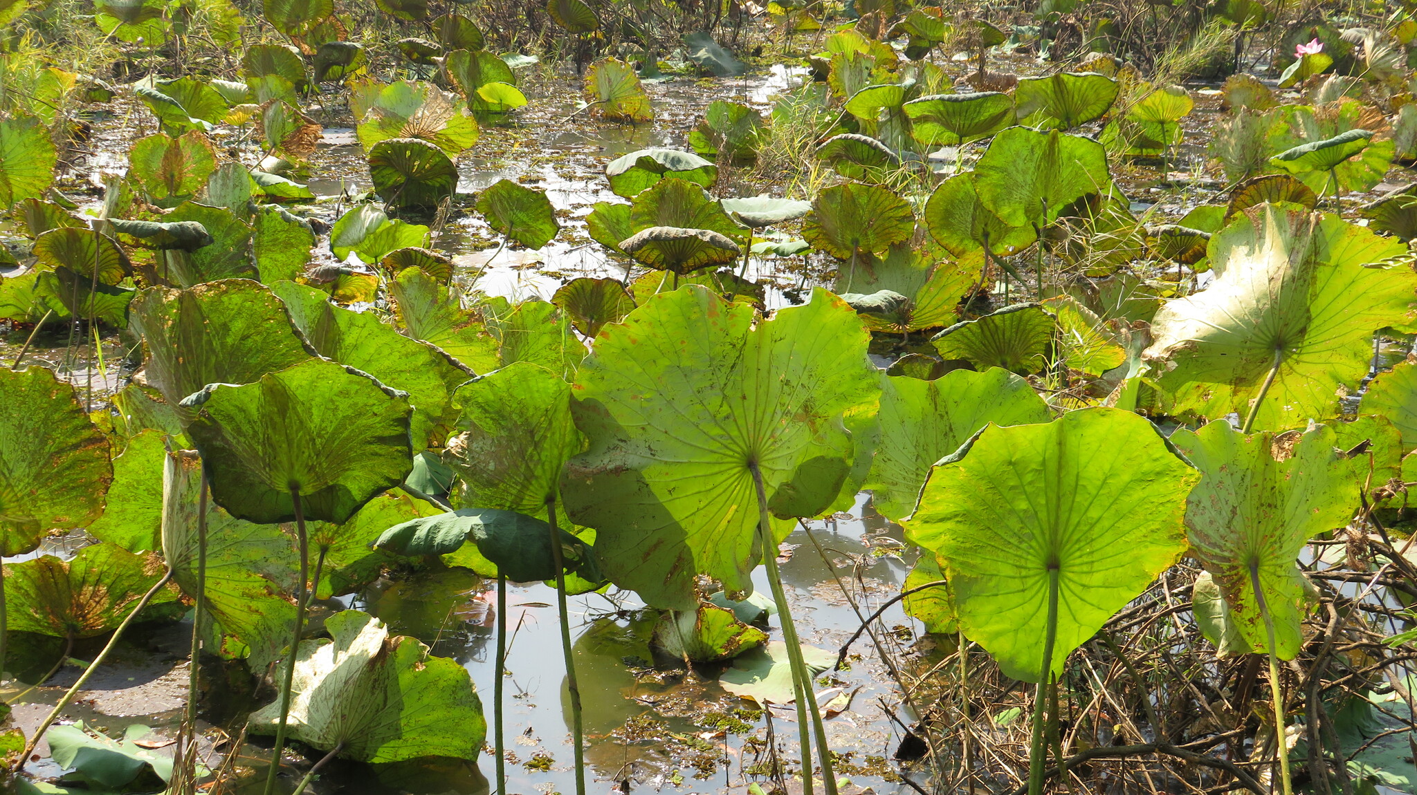 Nelumbo nucifera Gaertn.