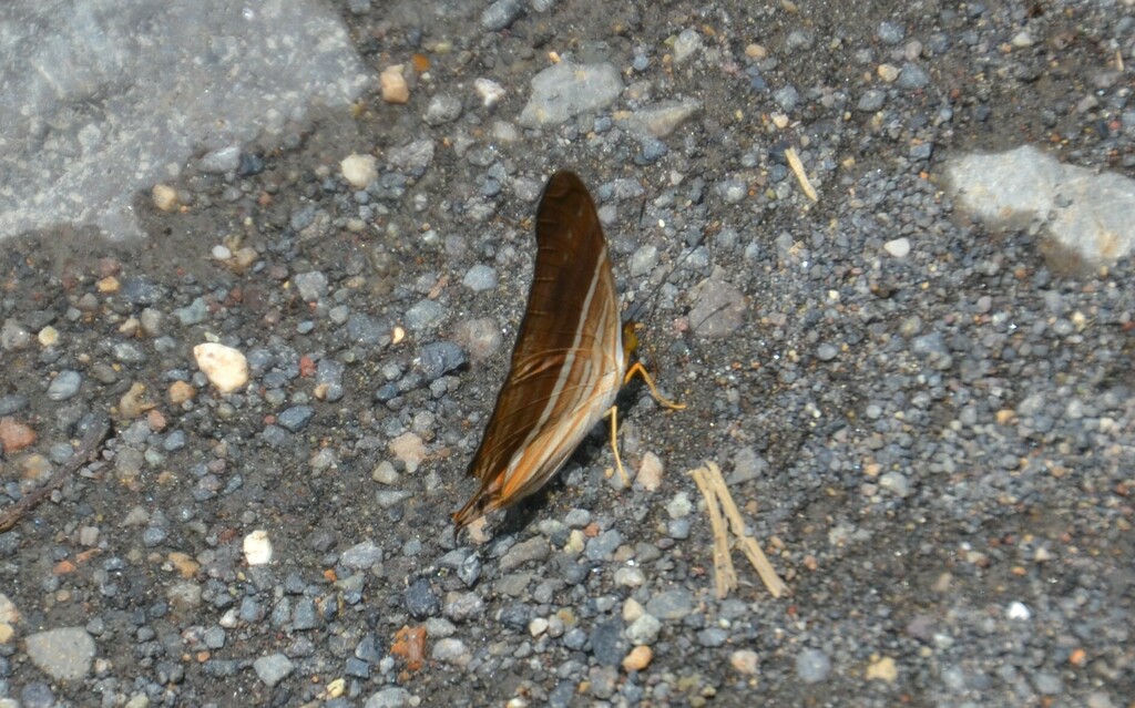 Many-banded Daggerwing from La Selva Biological Station, Heredia ...