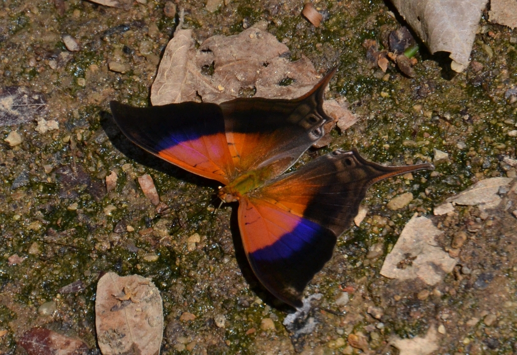 Sunset Daggerwing from Puntarenas Province, Tarcoles, Costa Rica on ...