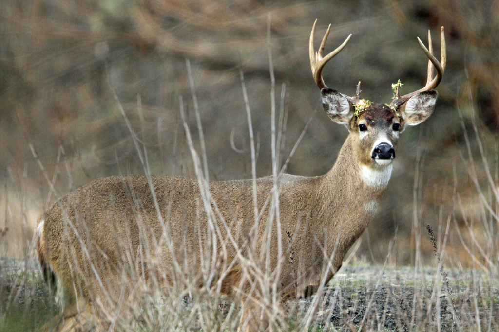 White-tailed Deer (South Florida & Dry Tortugas) · iNaturalist